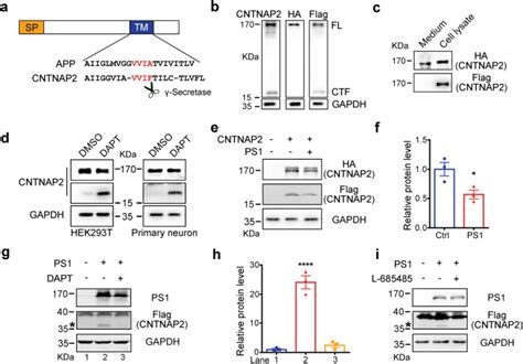 Cntnap2 Intracellular Domain Cicd Generated By γ Secretase Cleavage