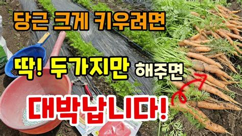 당근크고굵게 키우려면 딱 두가지만 해주시면 대박납니다 미니당근수확 Youtube