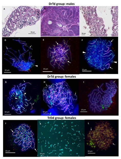 Clonal Gametogenesis Is Triggered By Intrinsic Stimuli In The Hybrid S