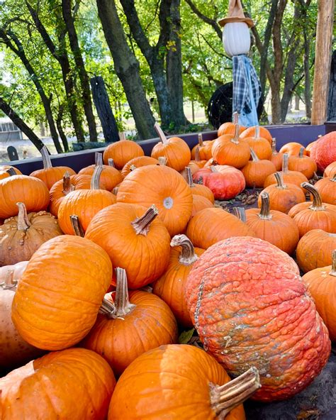 Walters Pumpkin Patch A Kansas Fall Tradition Mainstream Adventures