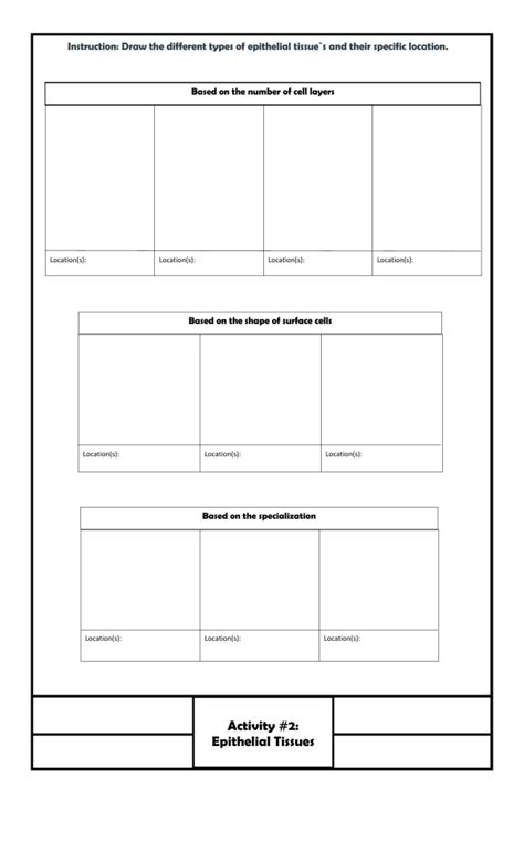 Epithelial Tissue Types And Locations Worksheet