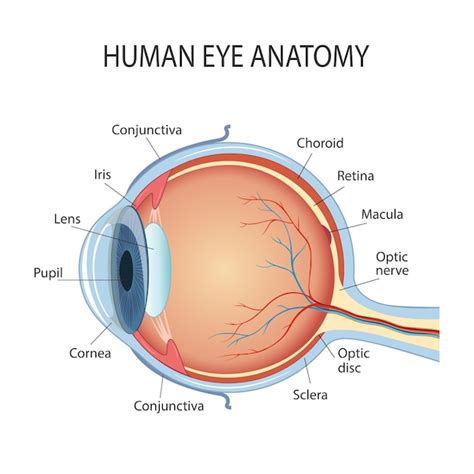 Anatomisch Diagram Van Het Menselijk Oog Dwarsdoorsnede Van Een Zintuig