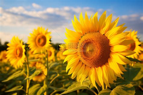 盛开的向日葵高清图片下载 正版图片600732834 摄图网