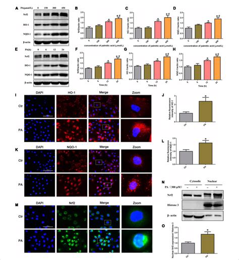 High Lipid Induced Activation Of The Nrf2 Are Signaling Pathway In Hk 2