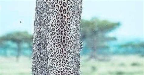 Camouflage Album On Imgur