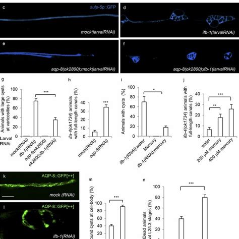 A Genetic Modifier Screen Independently Identifies Three Cif Genes As