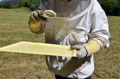 Earwig Bite What To Do And How To Avoid