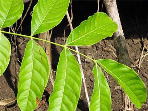 Swietenia Macrophylla Big Leaf Mahogany 10 Seeds