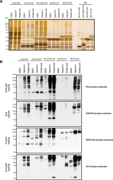 Evaluation Of Phosphoprotein Binding By The Phosphoprotein Binding