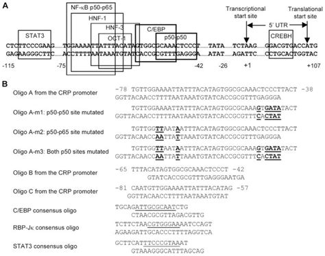 The Sequence Of The Crp Gene A The Portion Of The Crp Gene Between