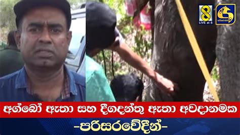 අග්බෝ ඇතා සහ දීගදන්තු ඇතා අවදානමක පරිසරවේදීන් Youtube