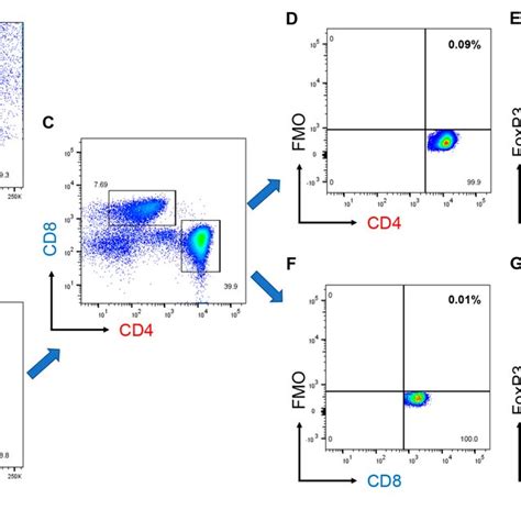 Gating Strategy To Identify Cd4⁺ And Cd8⁺ Regulatory T Cells Tregs