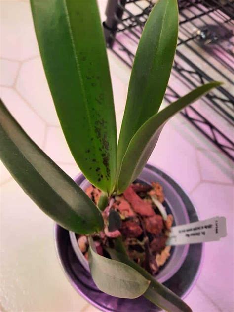 Black Spots On Orchid Leaves 5 Major Causes And Solutions