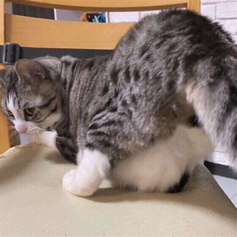 猫のおしりは、おしりじゃなかった！？ 猫の“おしり”にまつわる雑学｜ねこのきもちweb Magazine