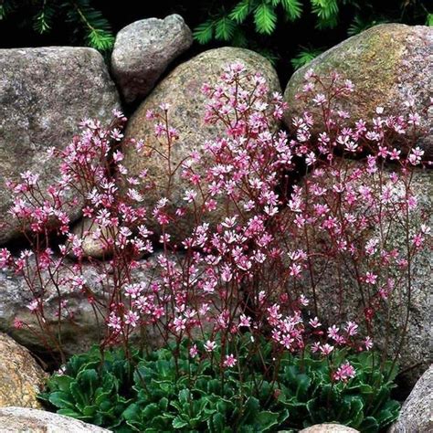 Saxifraga Seeds Elliotts Variety100 Seeds Garden Stones Natural