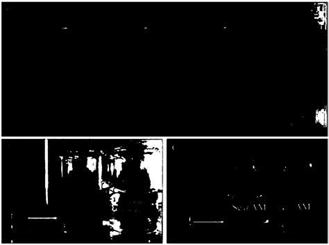 Preparation Method And Application Of Nano Selenium Amantadine Compound Nano Drug Carrier