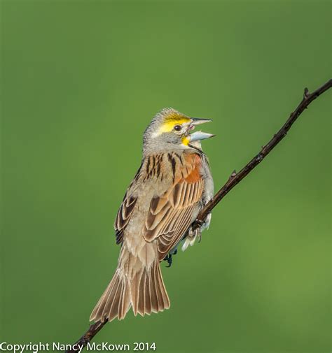 Photographing Dickcissels And Auditory Bird Id Welcome To