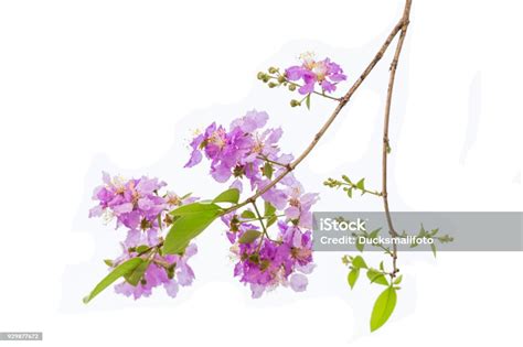 배롱나무 Floribunda 꽃 일컬어 타이어 상장 머틀과 흐 Bungor Lythraceae 가족의 현 화 식물의 종입니다