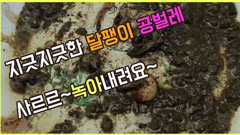 93 지긋지긋한 달팽이 공벌레 지렁이 녹아내려요~ 천연비료 무농약 식물영양제 텃밭가꾸기 베란다텃밭 화초키우기 친