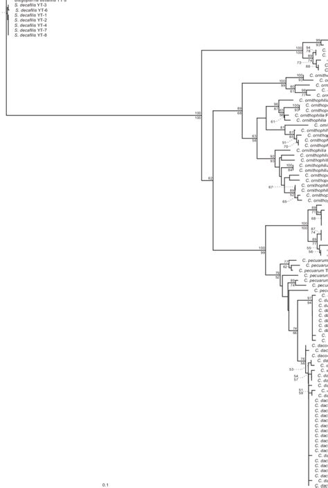 Neighbor Joining Tree Generated Using K2P Distances Analysis Is Based
