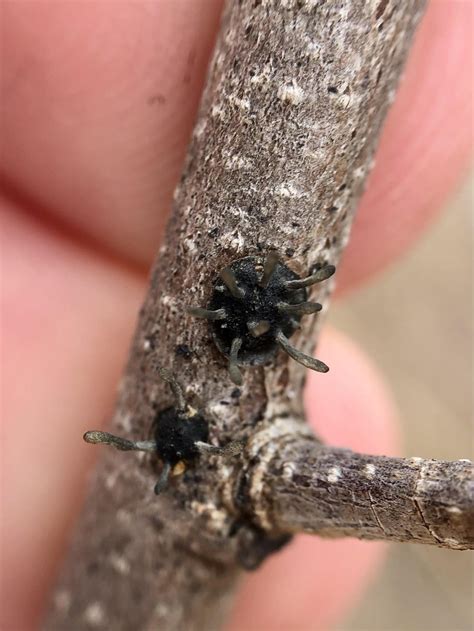 Is This A Slime Mold Found In Northeast Ia Prairie Rslimemolds