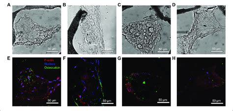 Osteogenic Differentiation Of Stem Cells A D Brightfield Laser