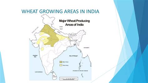 Stem Rust Of Wheatpdf Free Download