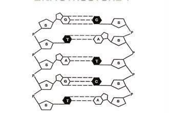 Introduction Dna Structure Dna Biological Science Picture Directory Pulpbits Net