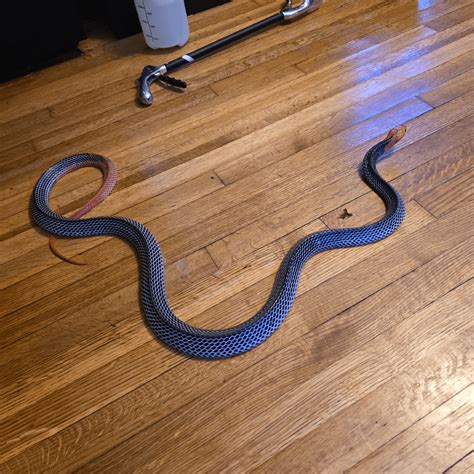 Red Headed Krait Checkup Rvenomouskeepers