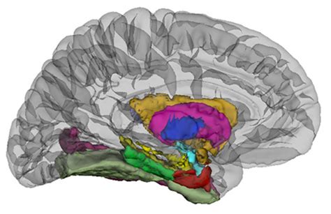 Premature Birth Linked To Older Brain Age In Adulthood Neuroscience