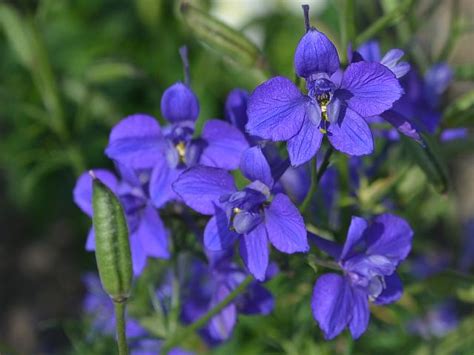 飛燕草ヒエンソウ 花の仲間調べ