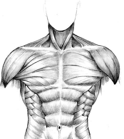 Drawing Human Muscle Anatomy At Danelle Perez Blog