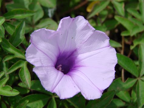 Ipomoea Cairica Ipomoea Cairica L Sweet Convolvulace… Flickr