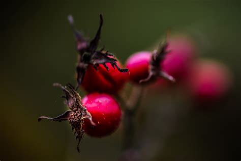 Wallpaper Nature Red Plants Branch Insect Blossom Leaf Flower
