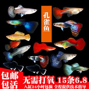 孔雀鱼灯科鱼胎生鱼热带淡水鱼小型观赏鱼斑马金鱼活体杂袍孔雀鱼 阿里巴巴