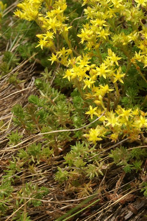 Primerki Vrste šesterokotna Homulica Sedum Sexangulare