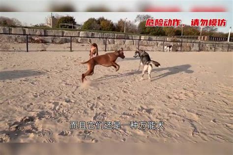 9种应该被禁养的猛犬（1）