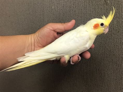 Lovebirdfukuoka