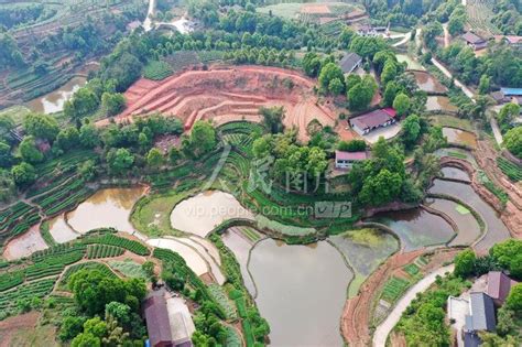 四川宜宾：荒山变茶园 生态又增收 人民图片网