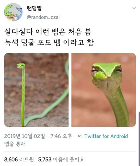 녹색 덩굴 포도 뱀 유머이슈 Yuldo
