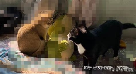 问诊案例丨猫咪呕吐猫粮和猫毛怎么办 知乎