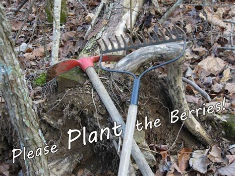 2020 Ginseng Digging Season Kick Off Wild Ozark Ginseng Nursery