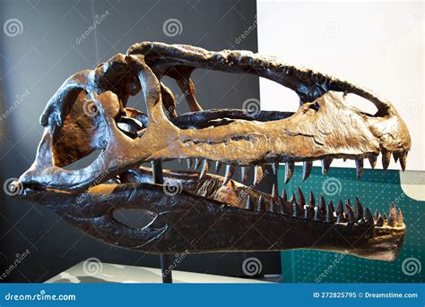 Giganotosaurus Skeleton