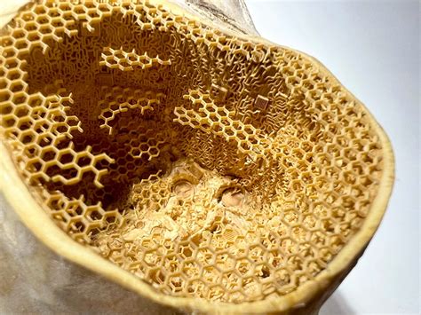 ナカダマコト On Twitter いつか超つよつよ作家になるので今のうちに推しませんか 木で