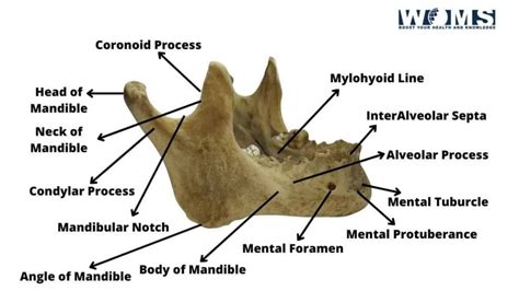 Parietal Bone Surfaces Borders Angles And Its Description