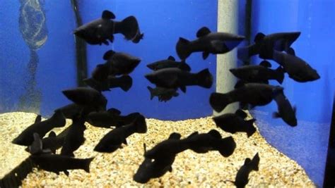 [tÌm HiỂu] Cá Hắc Molly Loài Cá Cảnh Độc Đáo Và Dễ Nuôi