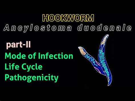 Ancylostoma Hookworm