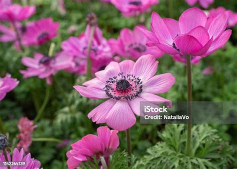 말미 잘 양 귀 비 말미 잘 스페인 마리 골드 윈드 플라워 정원 공원 및 플로리스트 대 한 인기 있는 관 상용 식물 조 경 디자인 컨셉 0명에 대한 스톡 사진 및 기타