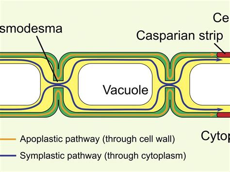 Do Root Hair Cells Have Plasmodesmata At Myesha Litherland Blog
