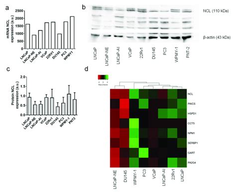 Nucleolin Expression In Pca Cell Lines A Ncl Mrna Expression In 8